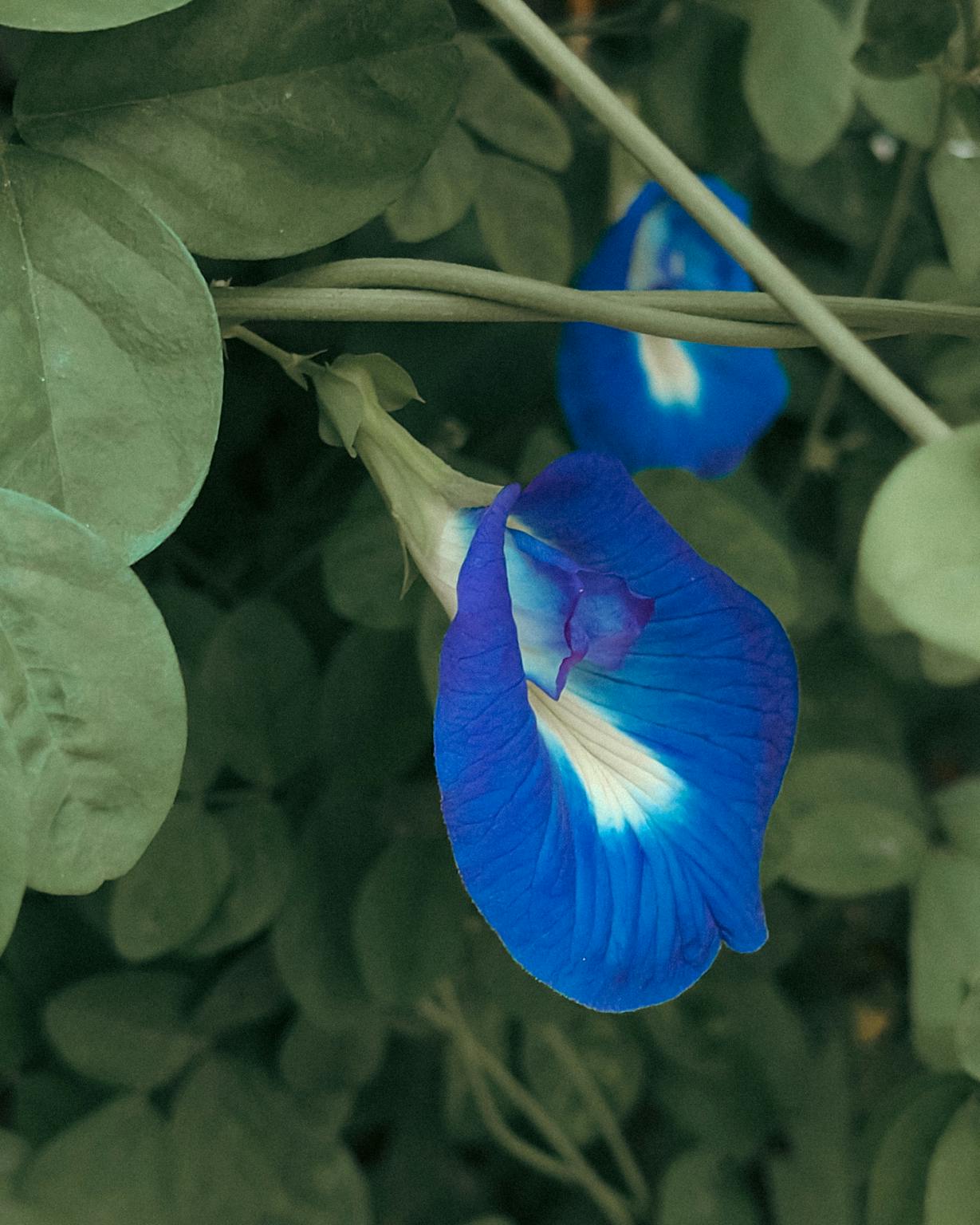 Brew Beautiful Blue Kombucha: Butterfly Pea Flower Recipe - Traditional ...